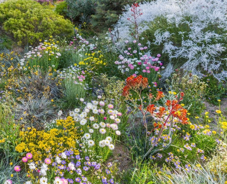Plant wildflowers - WA Parks Foundation