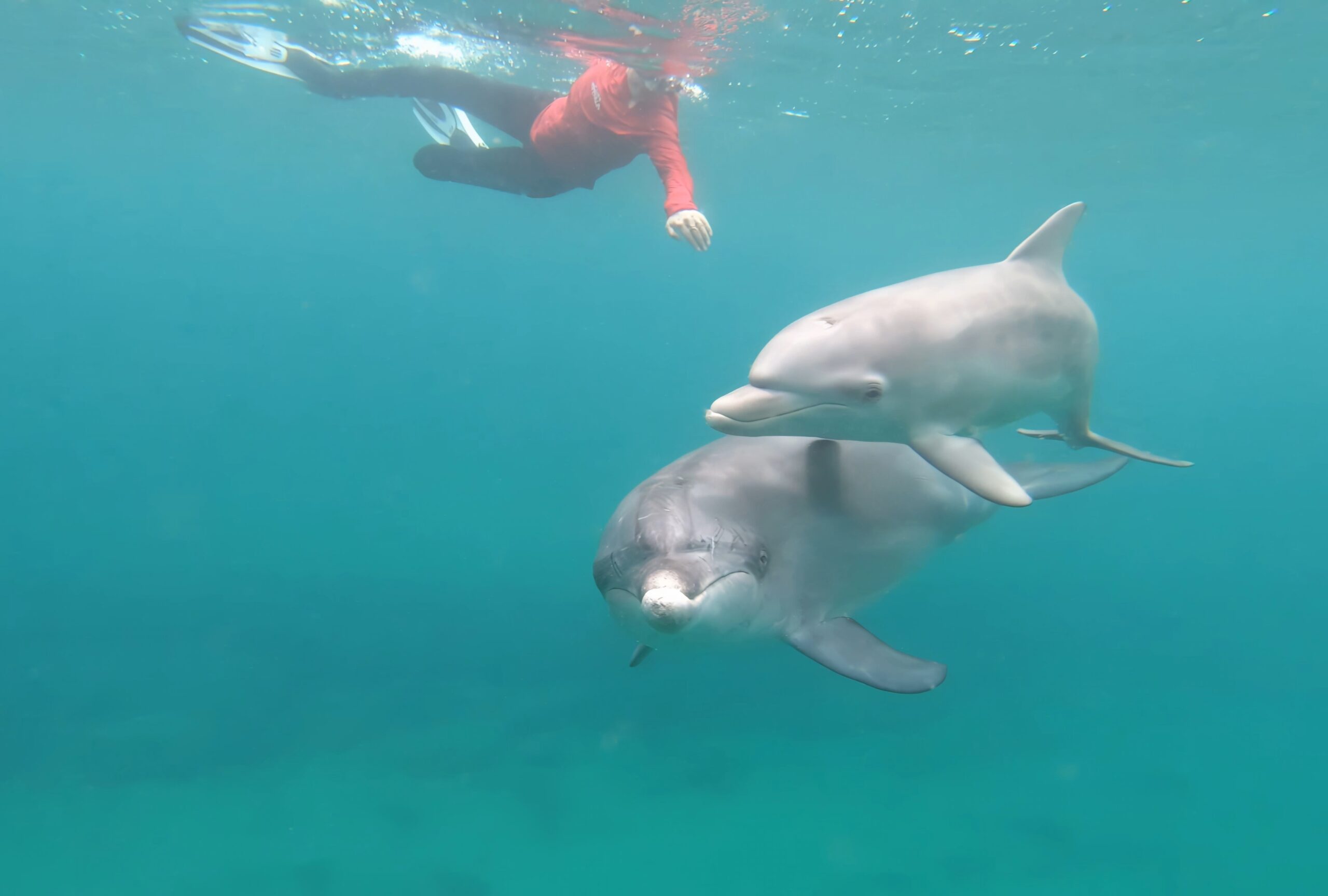 Explore: Swimming with Dolphins - WA Parks Foundation