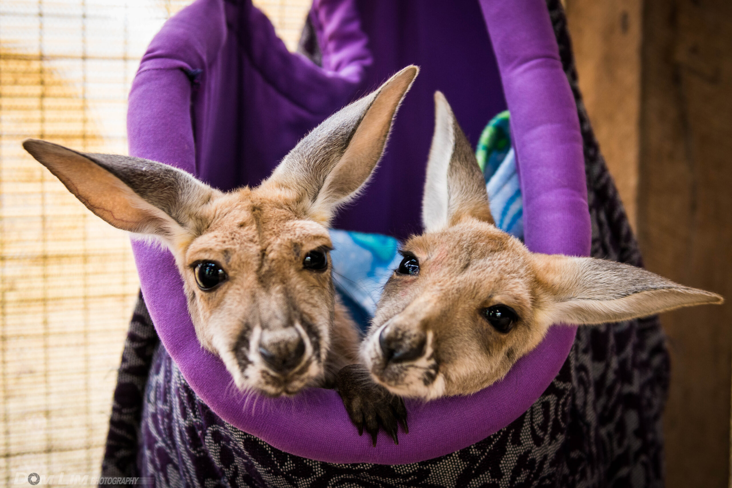 Explore: Forest Friends - WA Parks Foundation